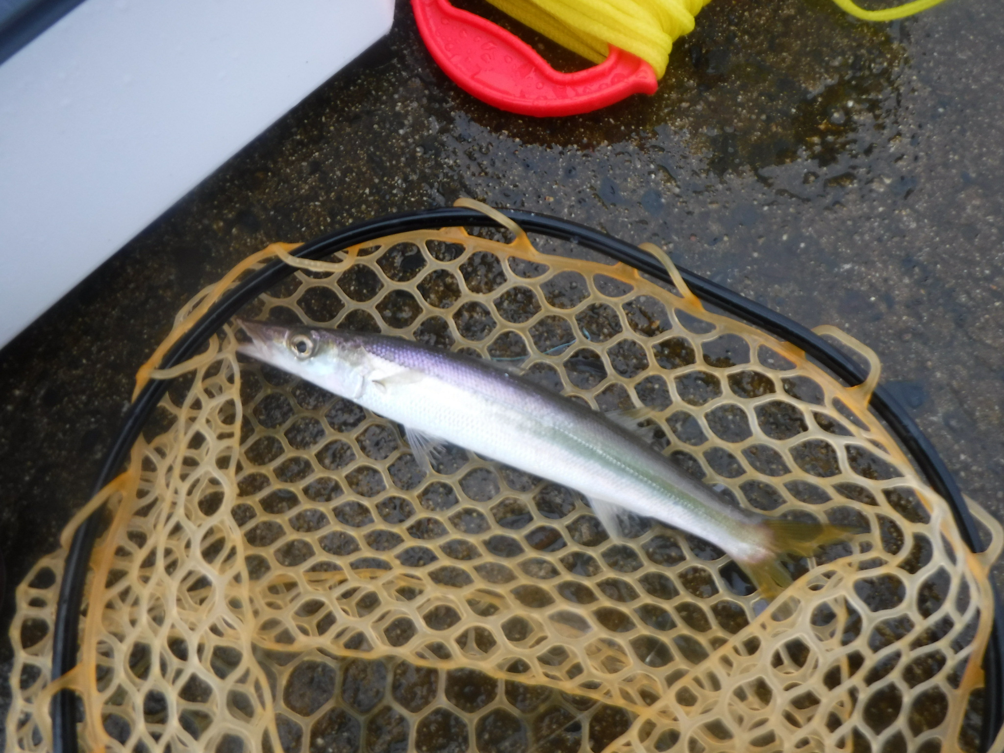 2022_0925_10055500 | とうちゃんねる